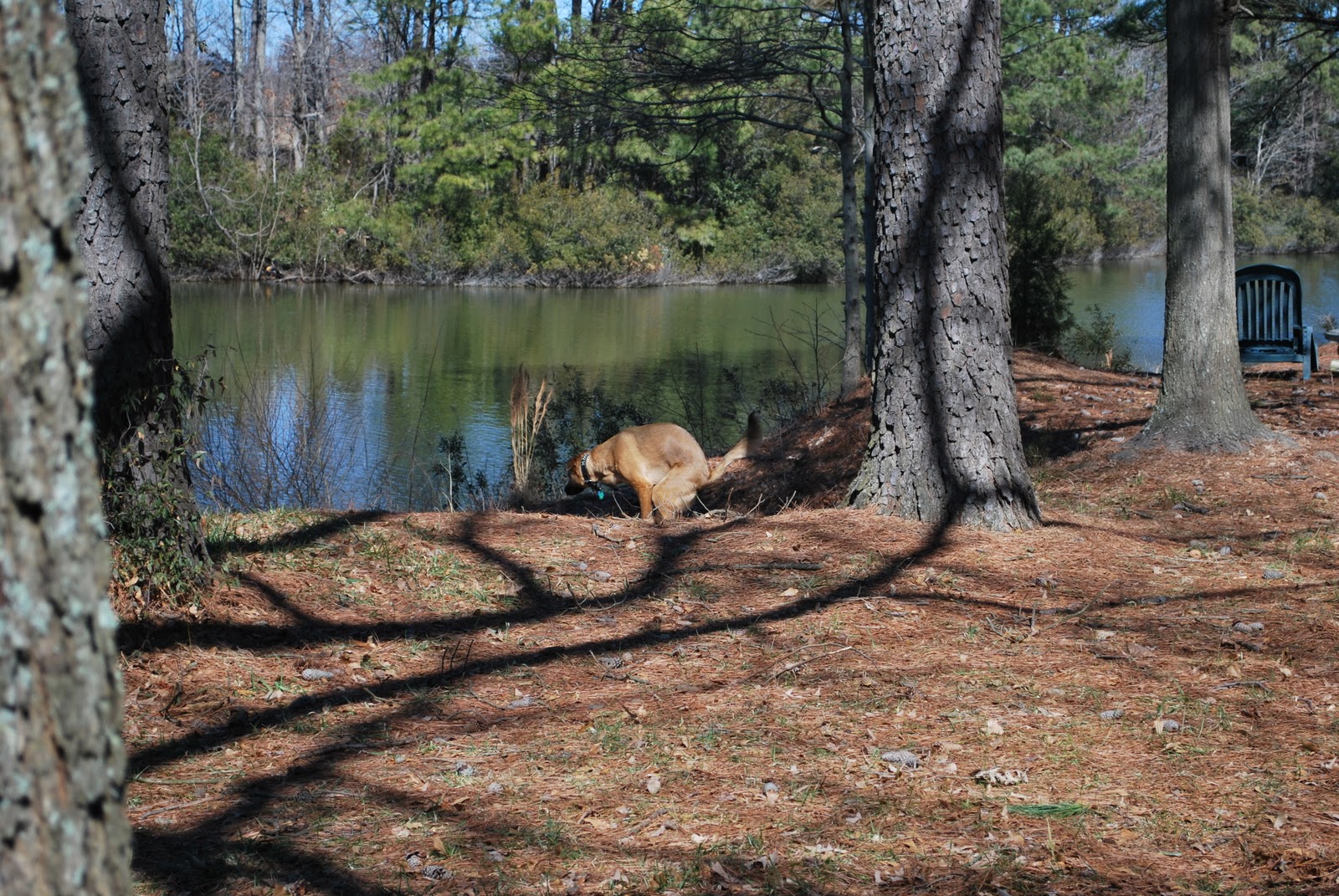 Barking Out Loud: Anipal Photo Hunt #9: Compromising Positions