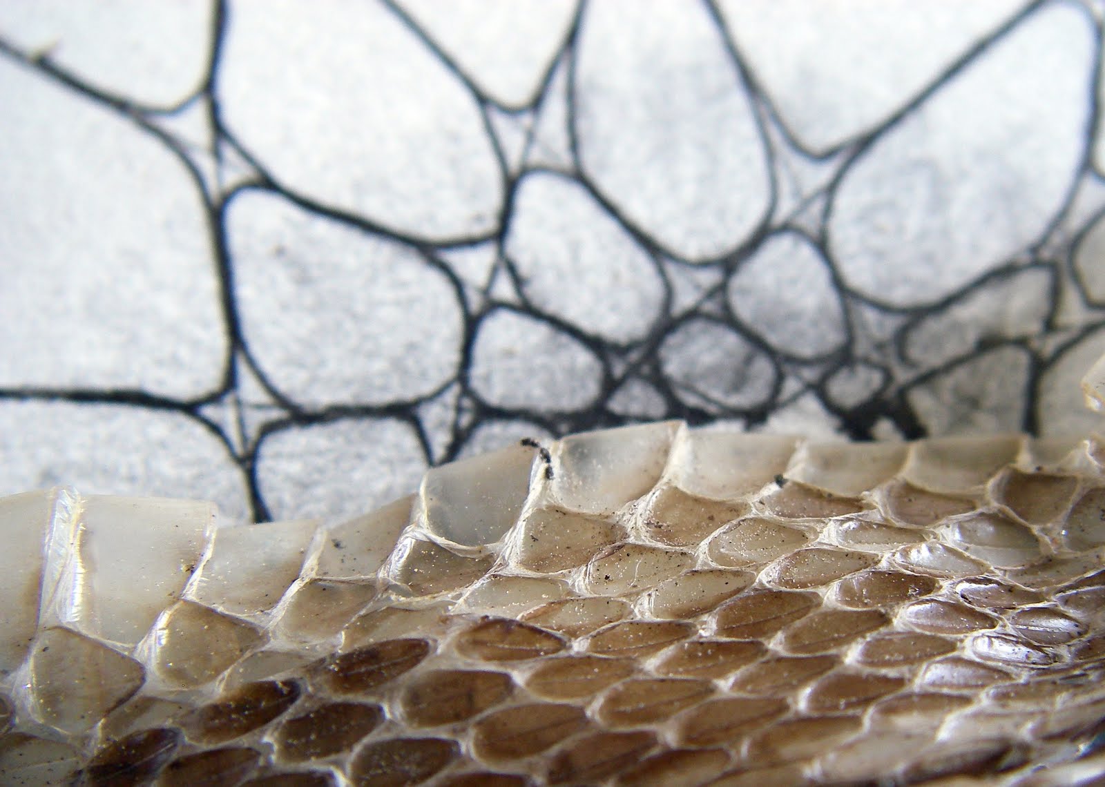 Zentangle: July 2010