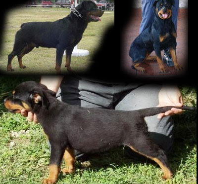 las distintas razas de perros: Rottweiler