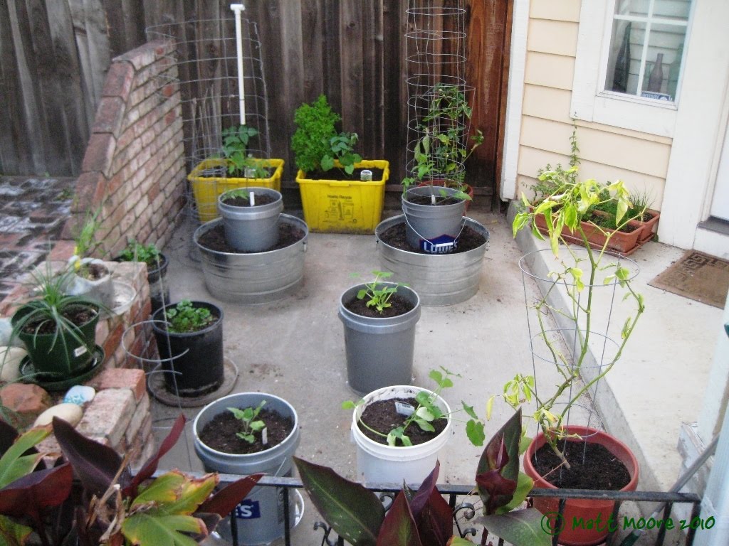 The WASPkid Diaries: Rapid Growth in The Redneck Garden