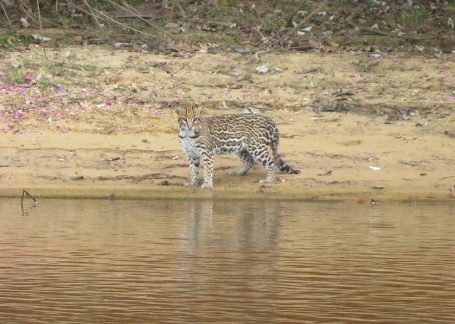 Embiara Lodge - Eco lodge in Pantanal: Ocelots near the lodge