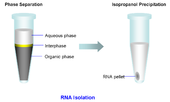 MolecularHUB: RNA Isolation: Principle and Procedure