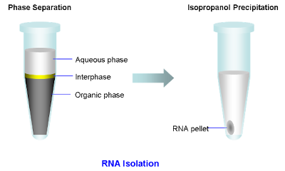 MolecularHUB: RNA Isolation: Principle and Procedure