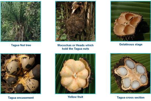 spor-a-blog: in the Amazon: Tagua Nut