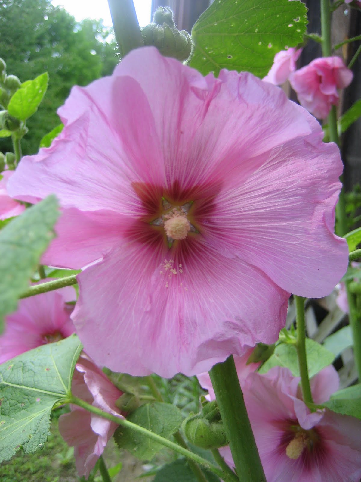 52 FLEA: Pink Hollyhocks and Other Old Fashioned Things