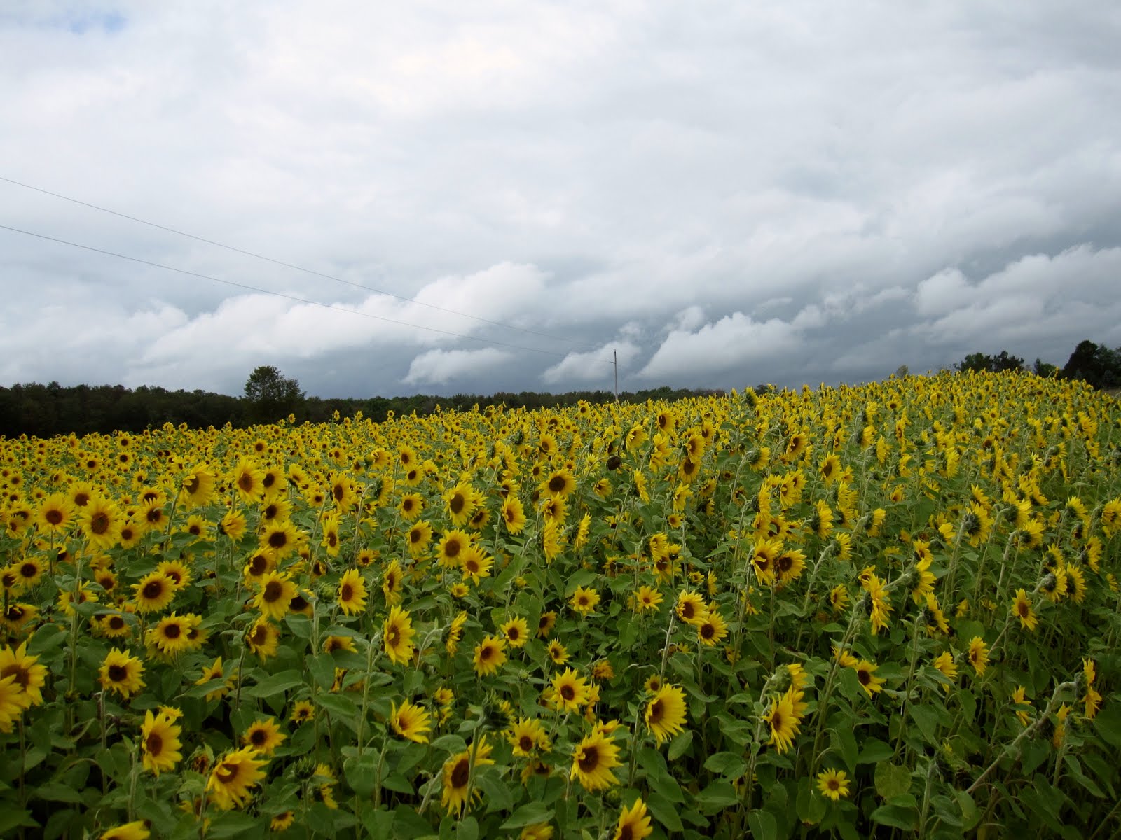 September scenes ~ Sweetfern Handmade ~ Creative homesteading