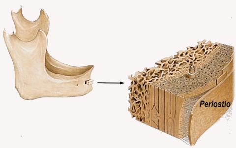 wendyale: ANATOMIA DE LOS HUESOS