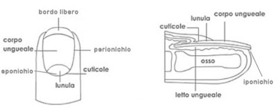 TyluNails: L’unghia