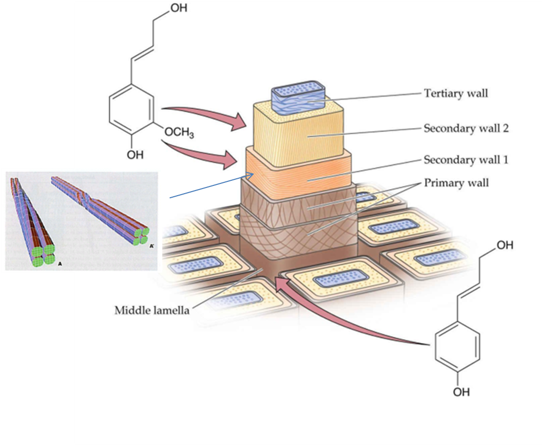 Waste Biorefinery: Biomass recalcitrance