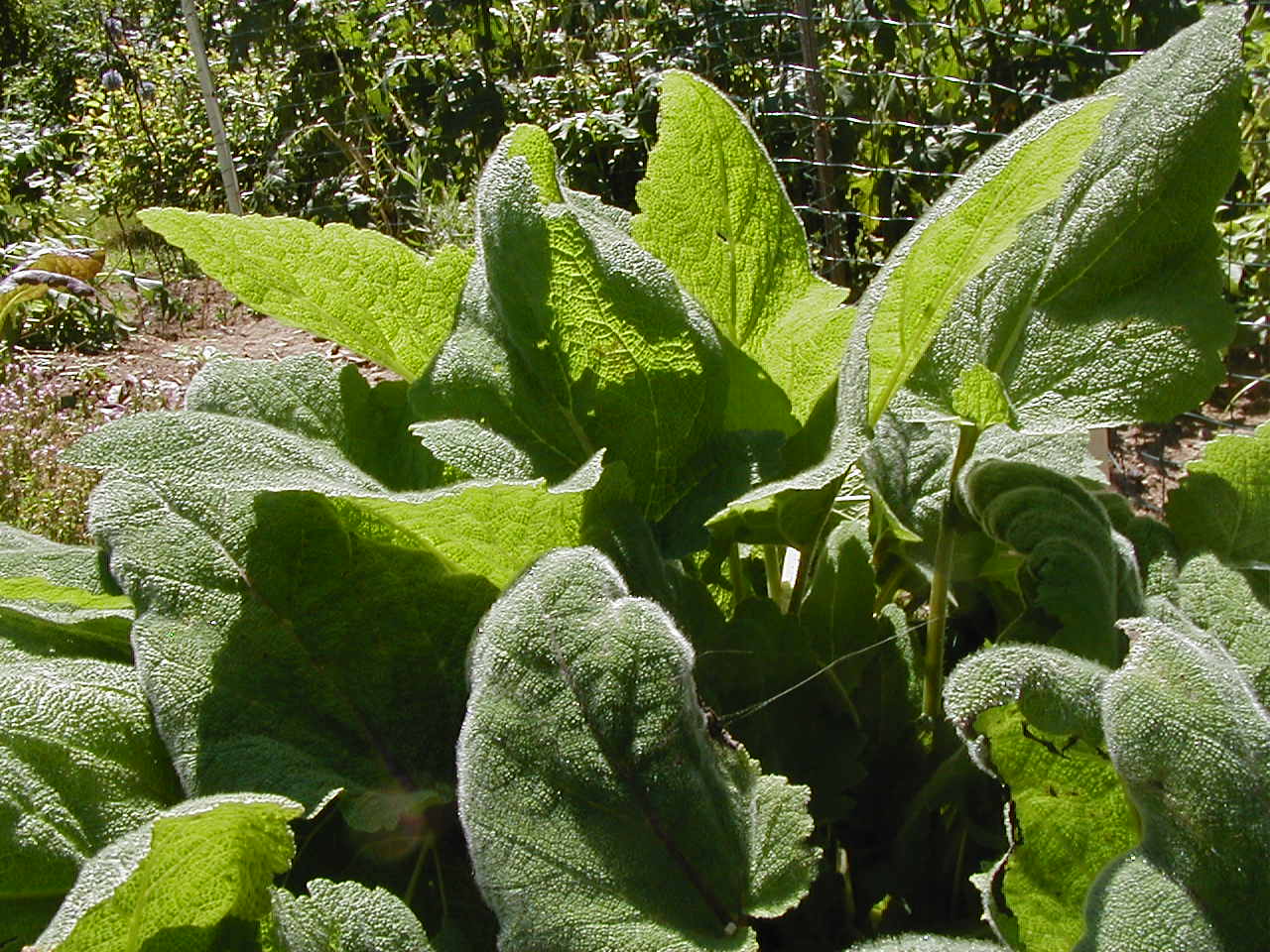 Annisquam Herb Farm: Clary sage
