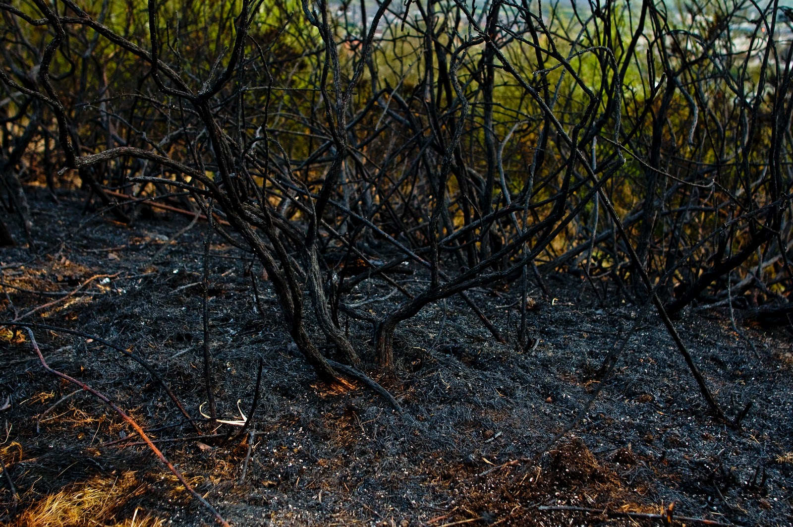 Neil Derrett Photography: Burnt Out - Alien