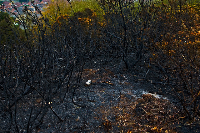 Neil Derrett Photography: Burnt Out - Alien