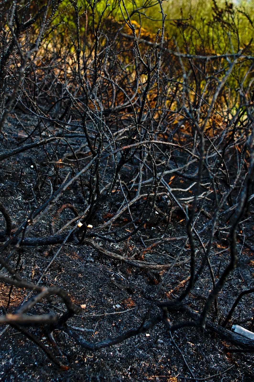 Neil Derrett Photography: Burnt Out - Alien