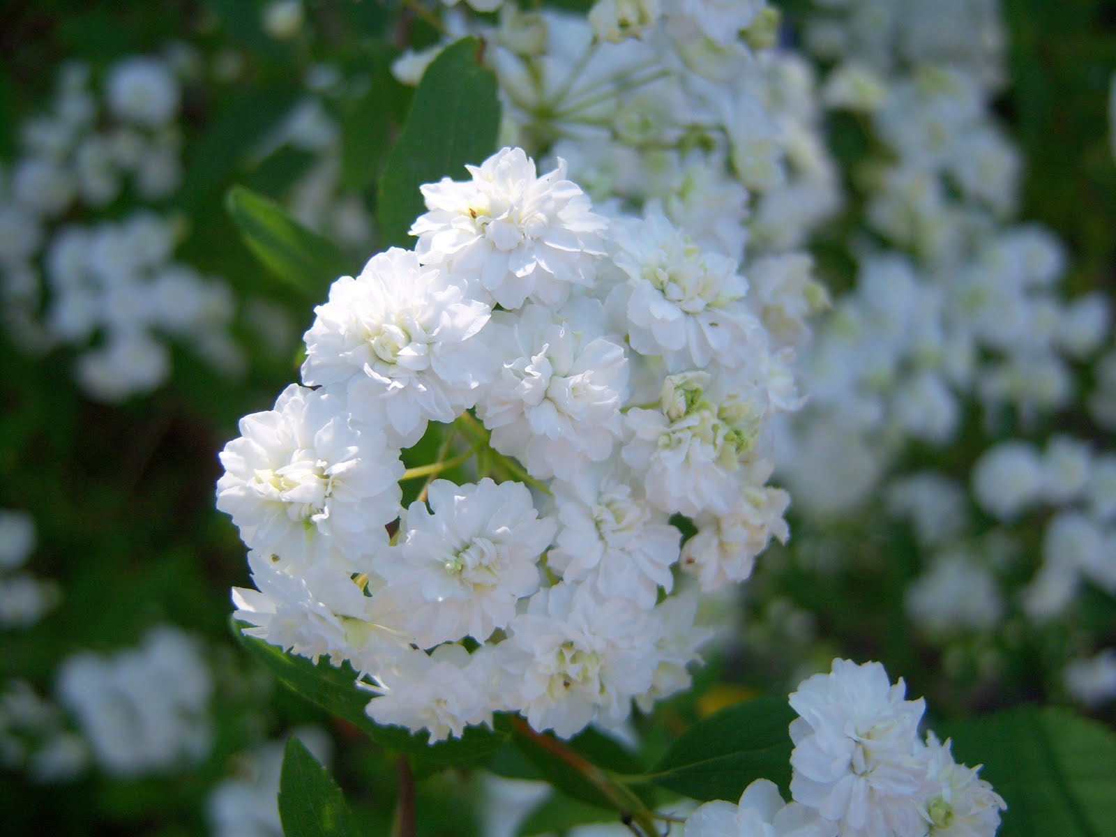 ESPIREA - BOTÀNIC SERRAT