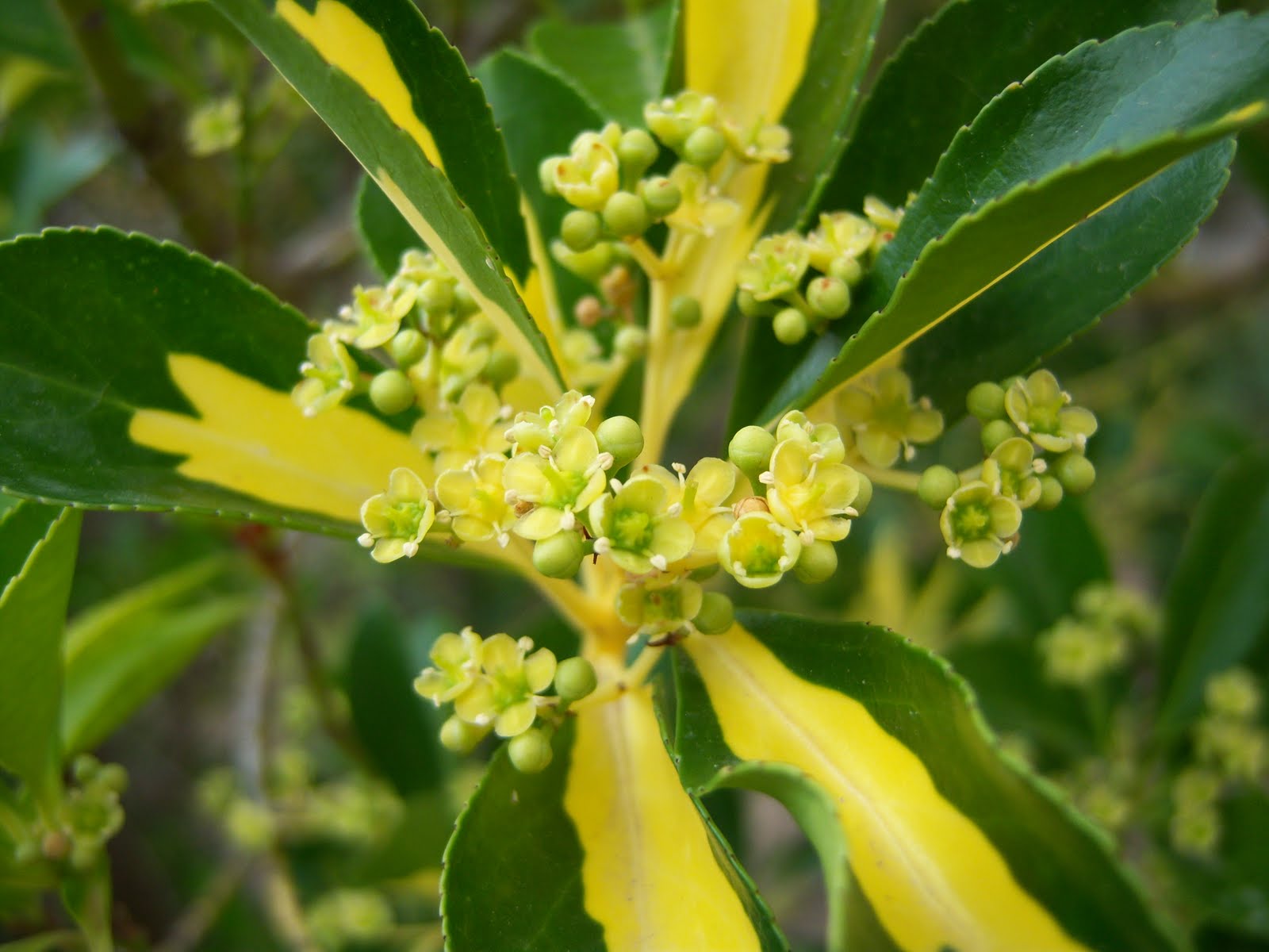 Flor de Evónimo - BOTÀNIC SERRAT