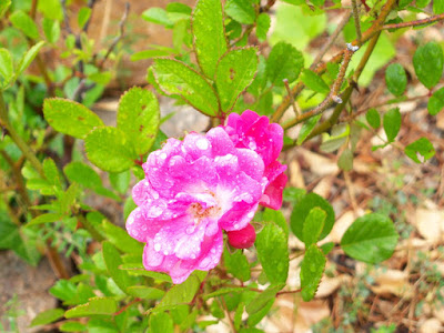 Rosa miniatura - BOTÀNIC SERRAT