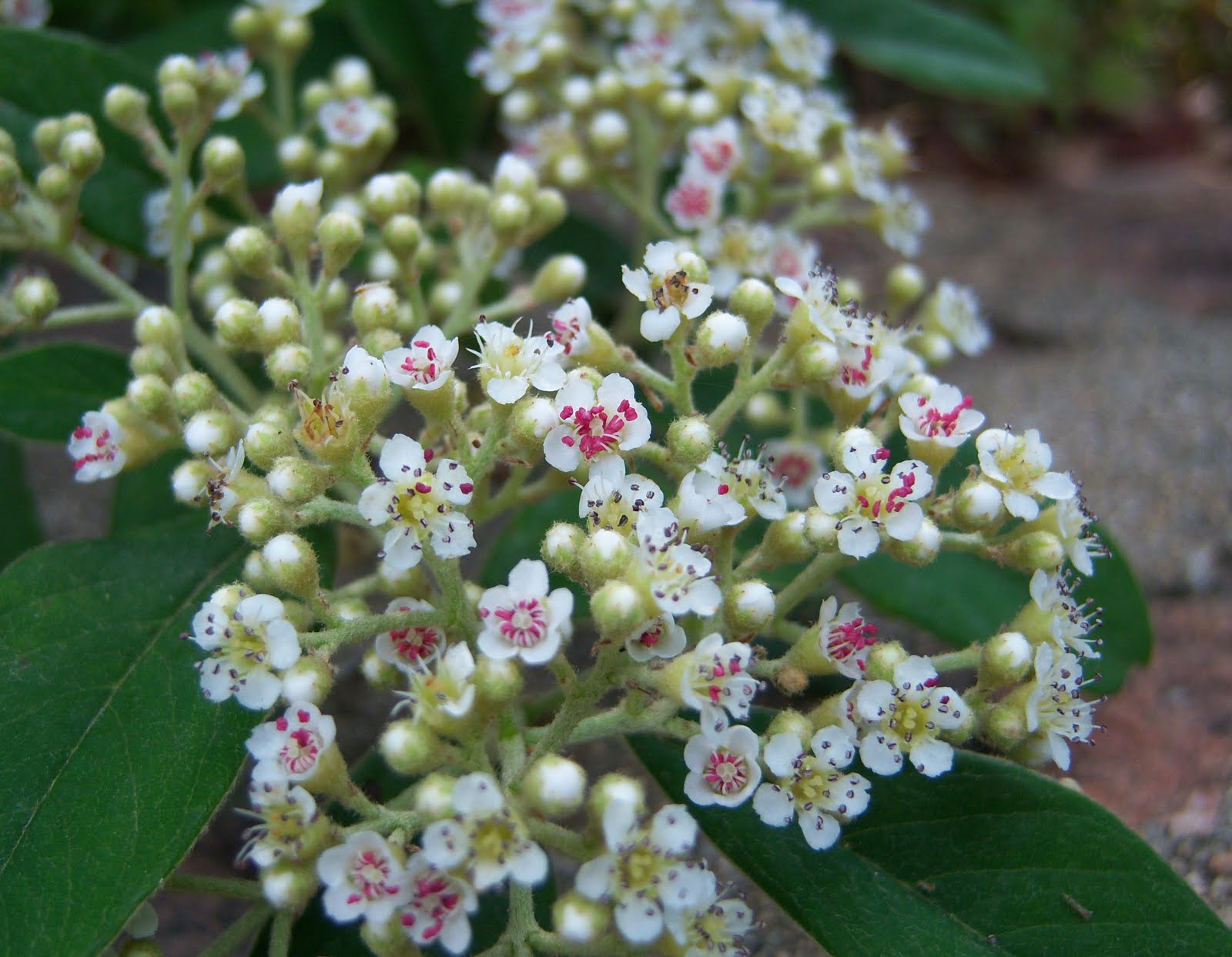 Flor de Cotoneaster - BOTÀNIC SERRAT