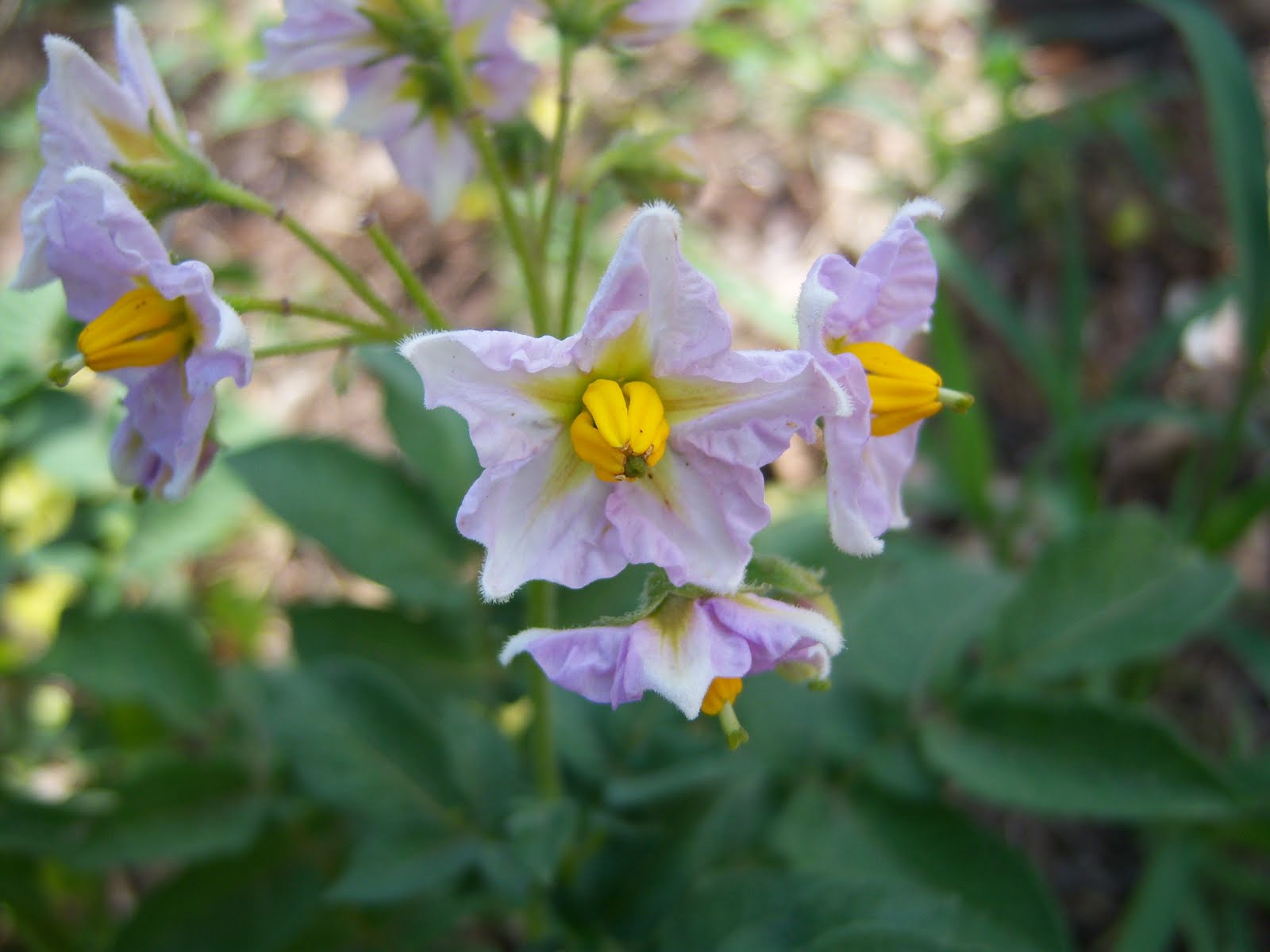 NATRE - BOTÀNIC SERRAT