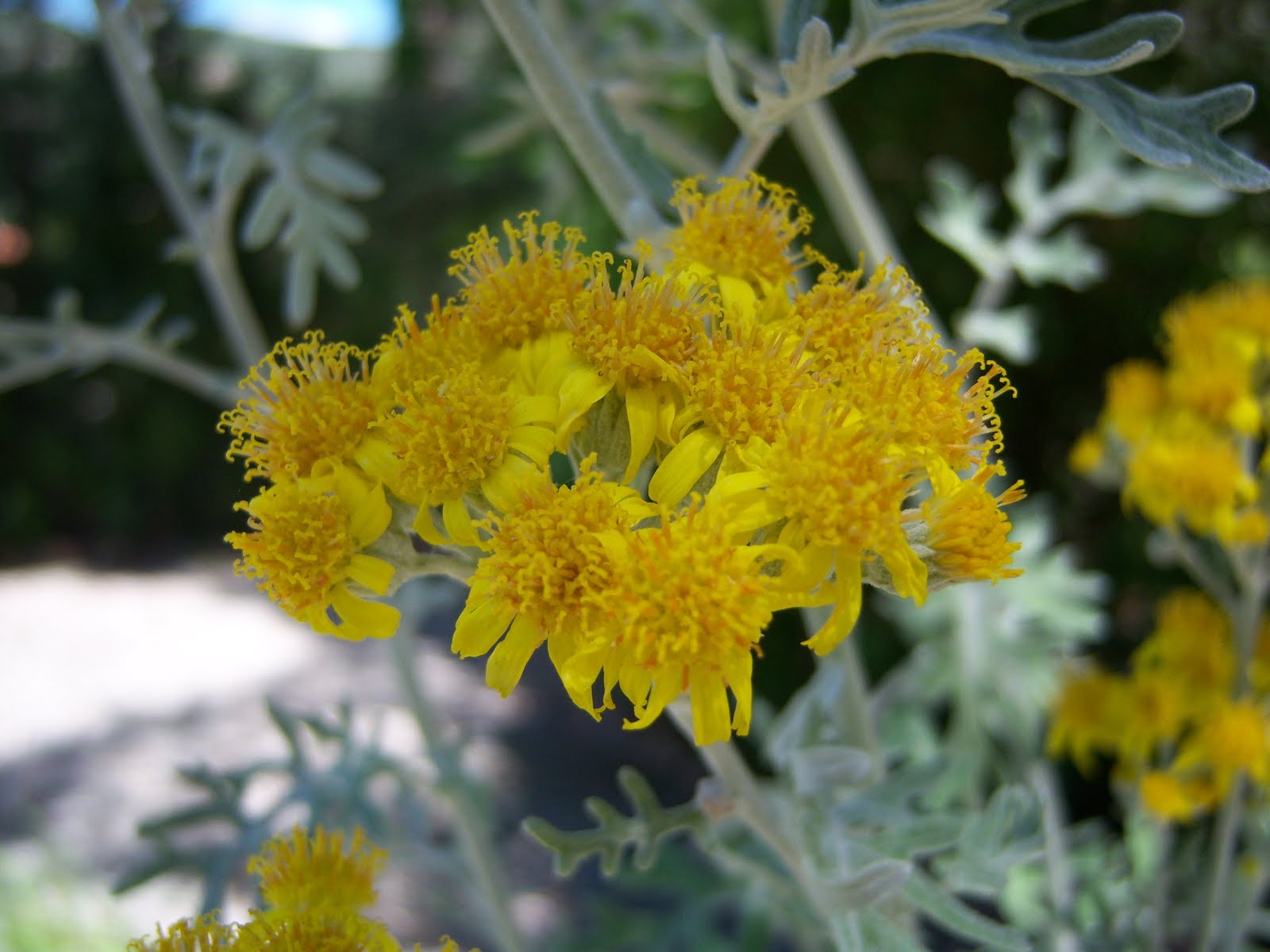 Flor de Senecio cineraria - BOTÀNIC SERRAT