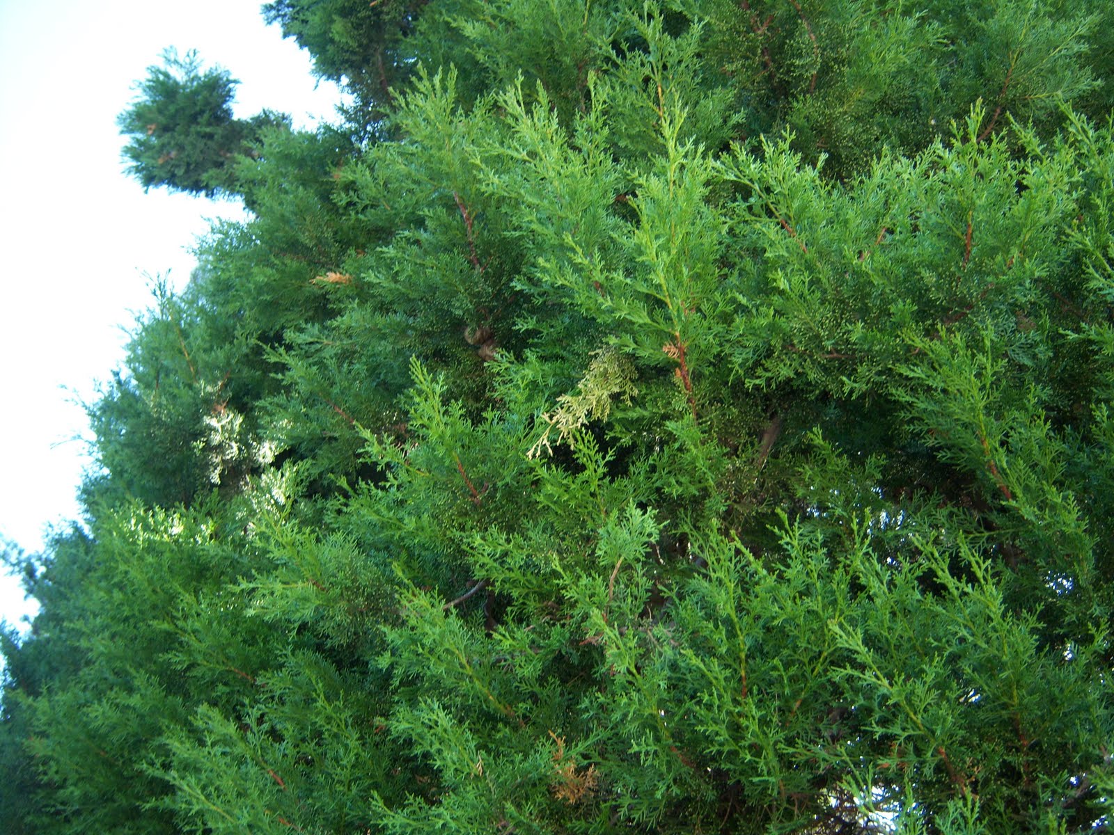 CIPRES, el árbol de los cementerios - BOTÀNIC SERRAT