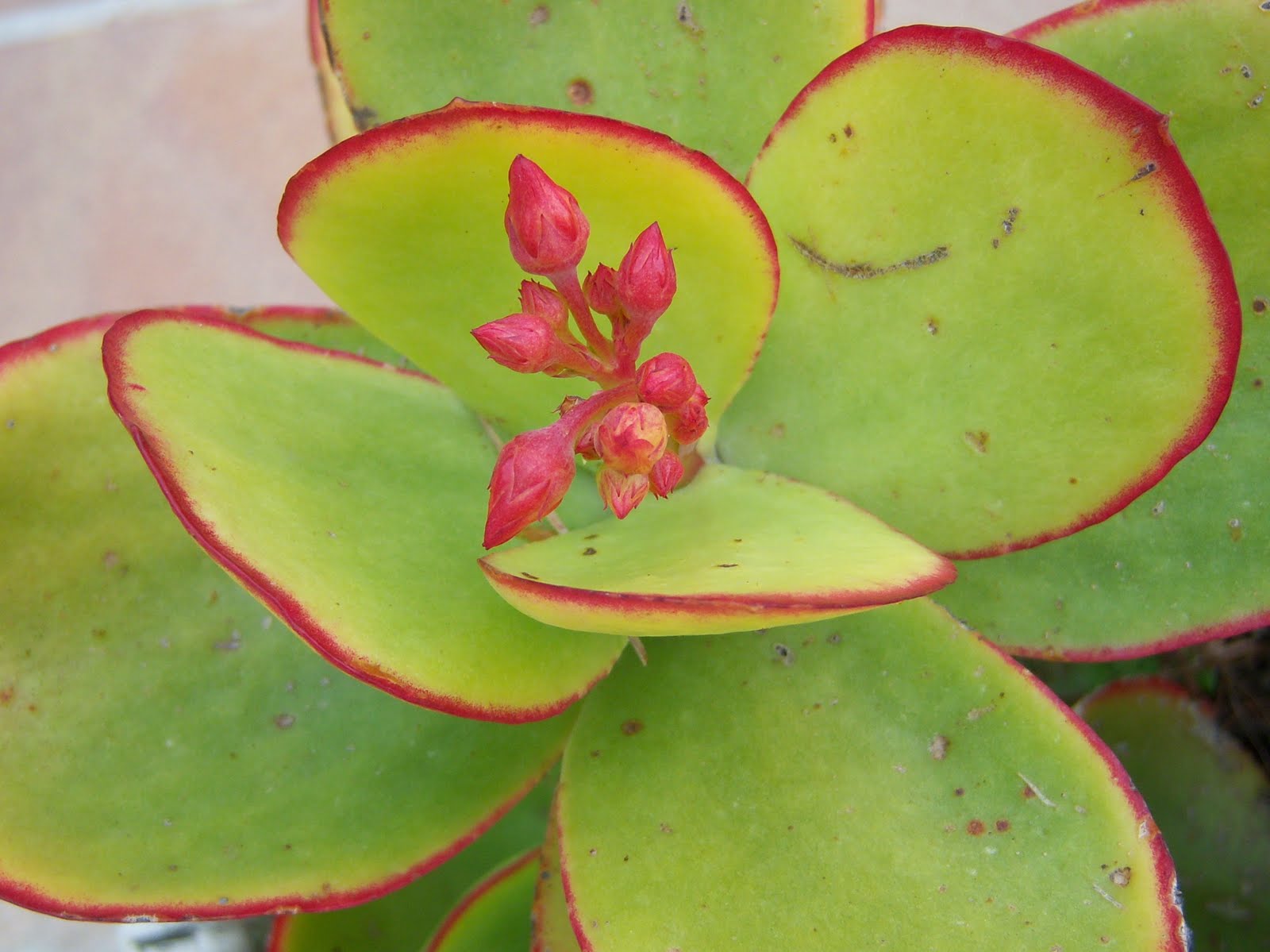 COTILEDON - BOTÀNIC SERRAT