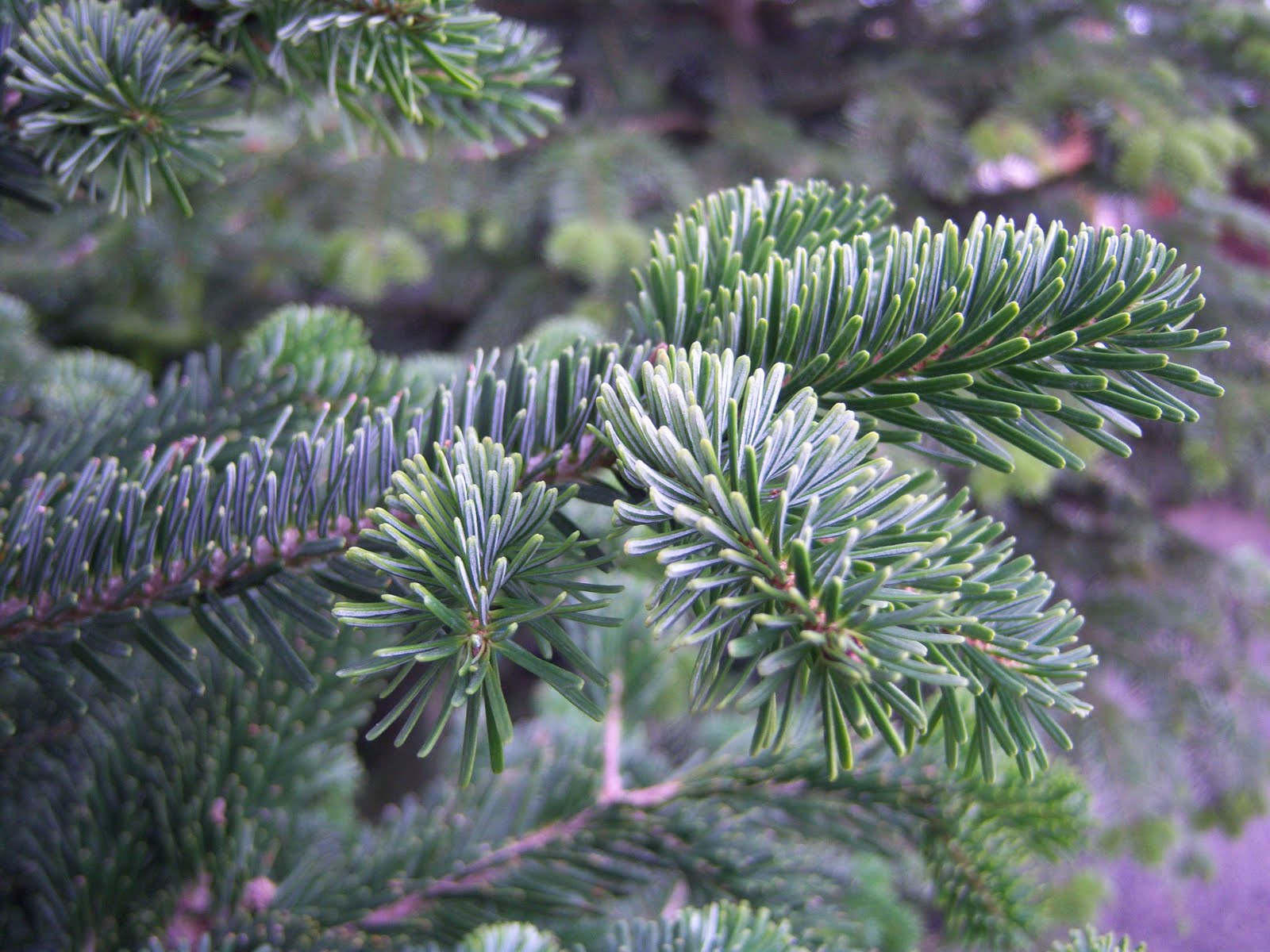 ABETO, el árbol de Navidad - BOTÀNIC SERRAT