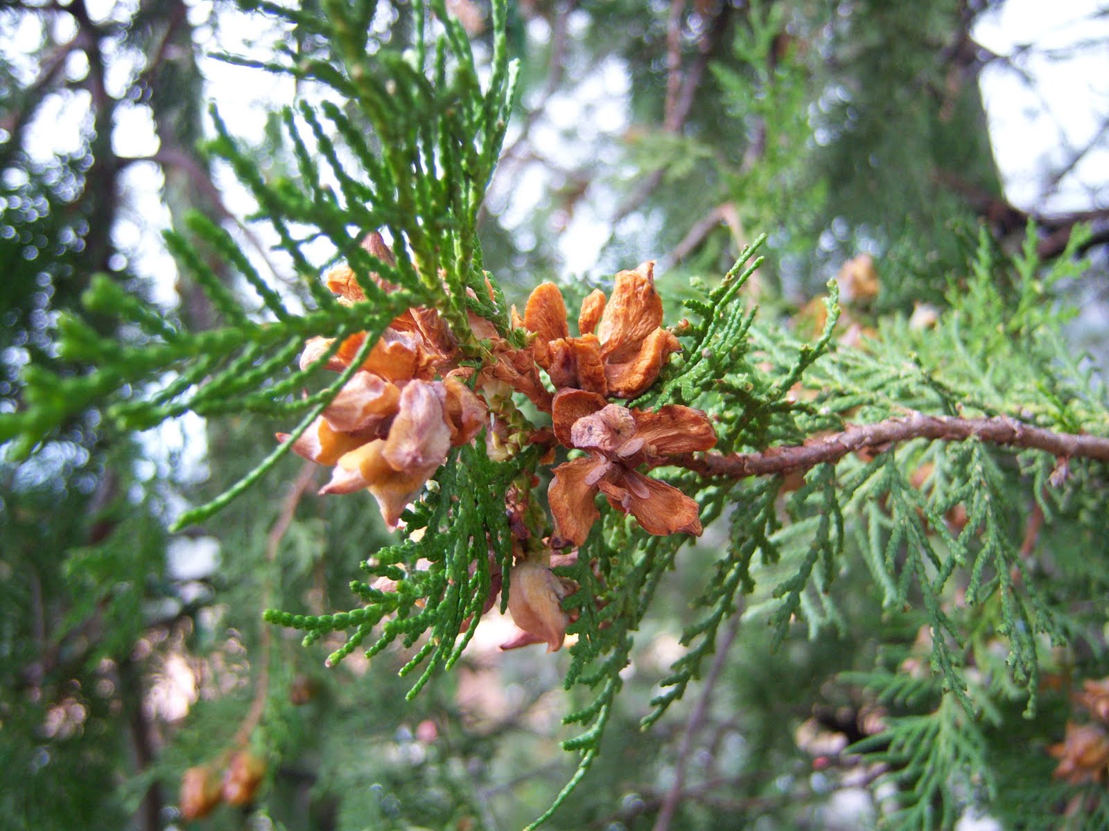 CIPRES - BOTÀNIC SERRAT