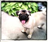 Walter the Miracle Pug