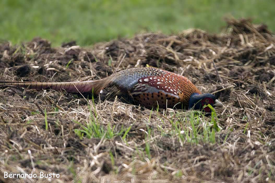RÍA DE LA VILLA: marzo 2010