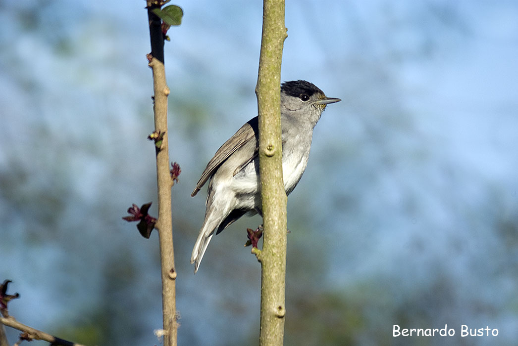 RÍA DE LA VILLA: Currucas capirotadas