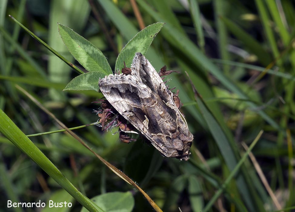 RÍA DE LA VILLA: Plusia gamma