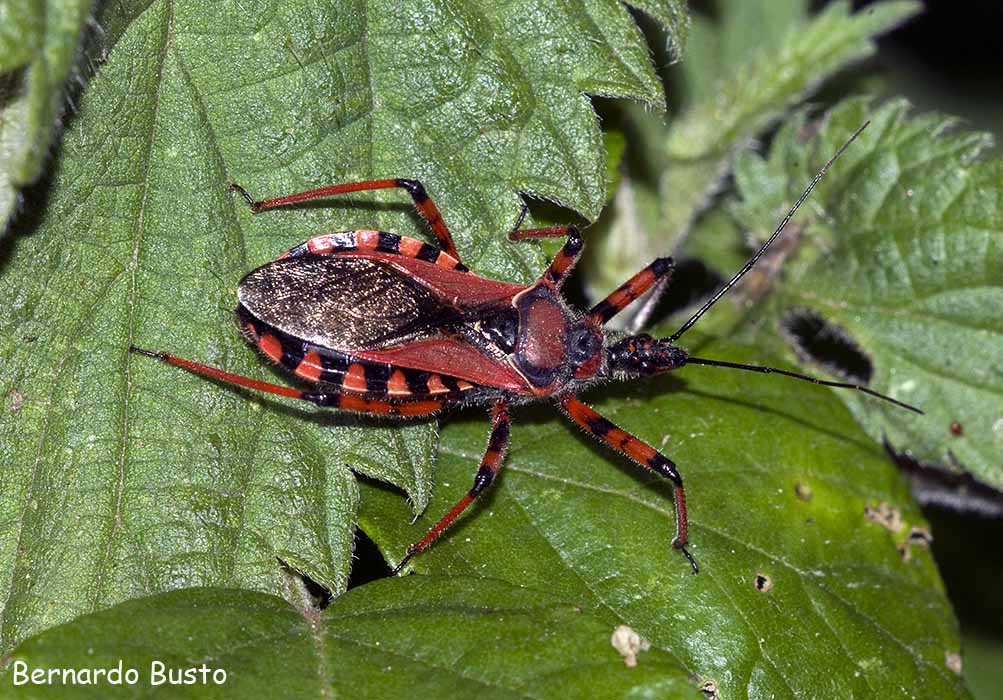 RÍA DE LA VILLA: Chinche casi asesina