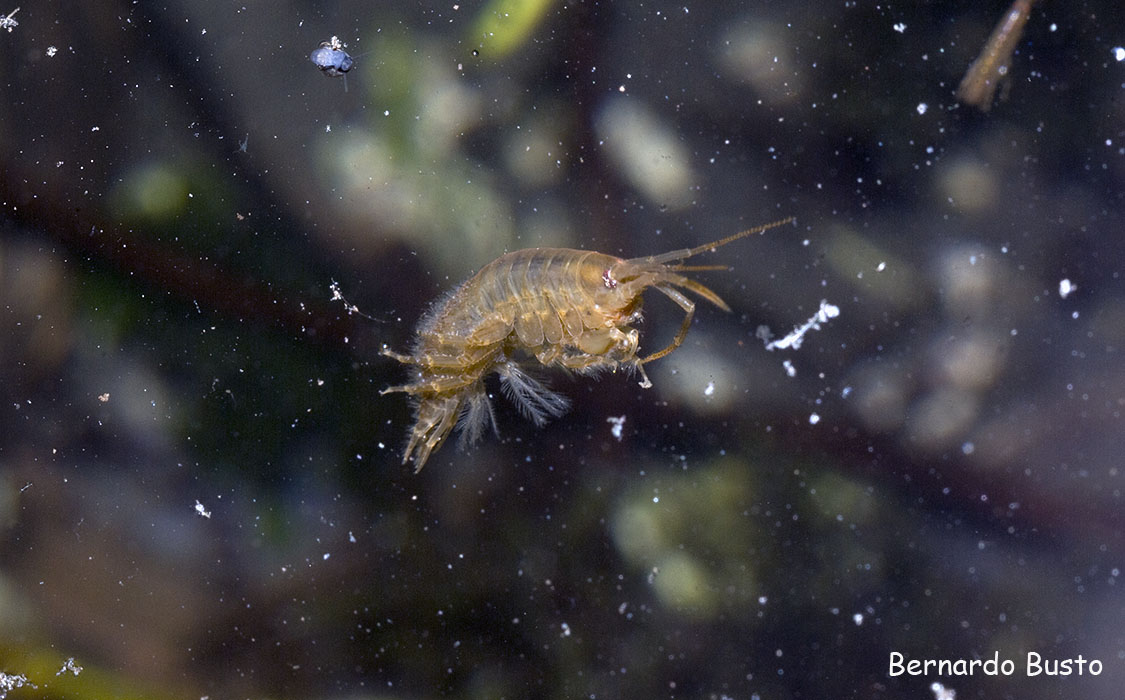 RÍA DE LA VILLA: Pulgas de agua dulce