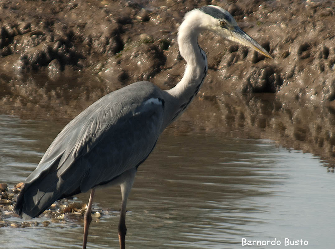 RÍA DE LA VILLA: Momento Garza