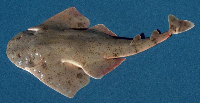 El Mundo Debajo de las Aguas: Tiburón Angel