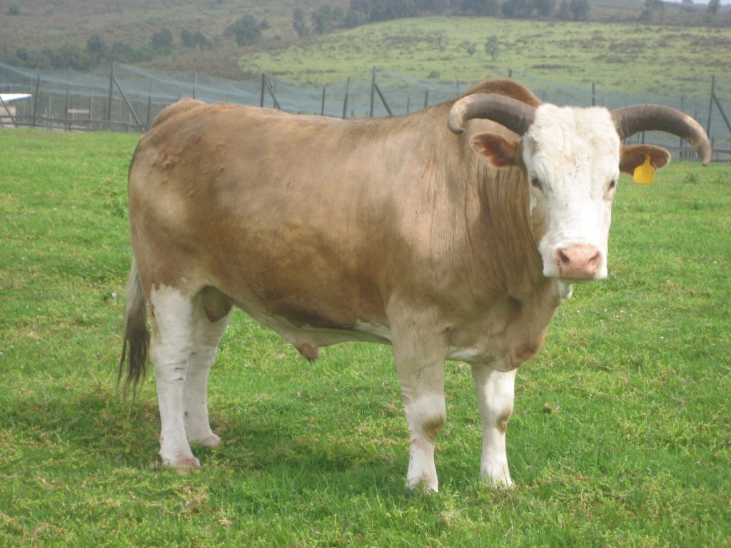 EL-HADJI BABA AHMADU DAN PULLO OF NDAWARA