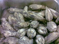 All About Bacolod: Diwal Shell: Like a Tongue Sticking Out