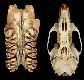 Pesquisadores descobrem fóssil do maior rato do mundo no Timor Leste