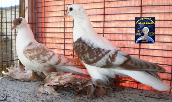 fancy pigeon gallery: Bohemian Fairy Swallow