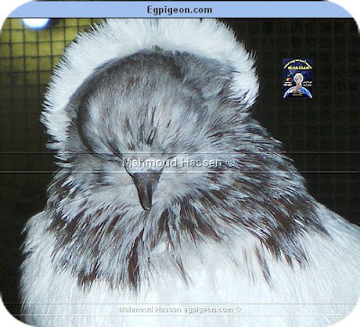 Pigeons Gallery: Nun Pigeon photo - opal Color