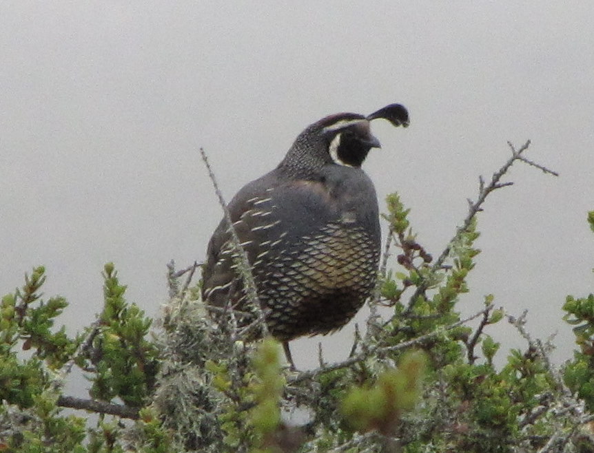 Kat's Chronicles: Birds