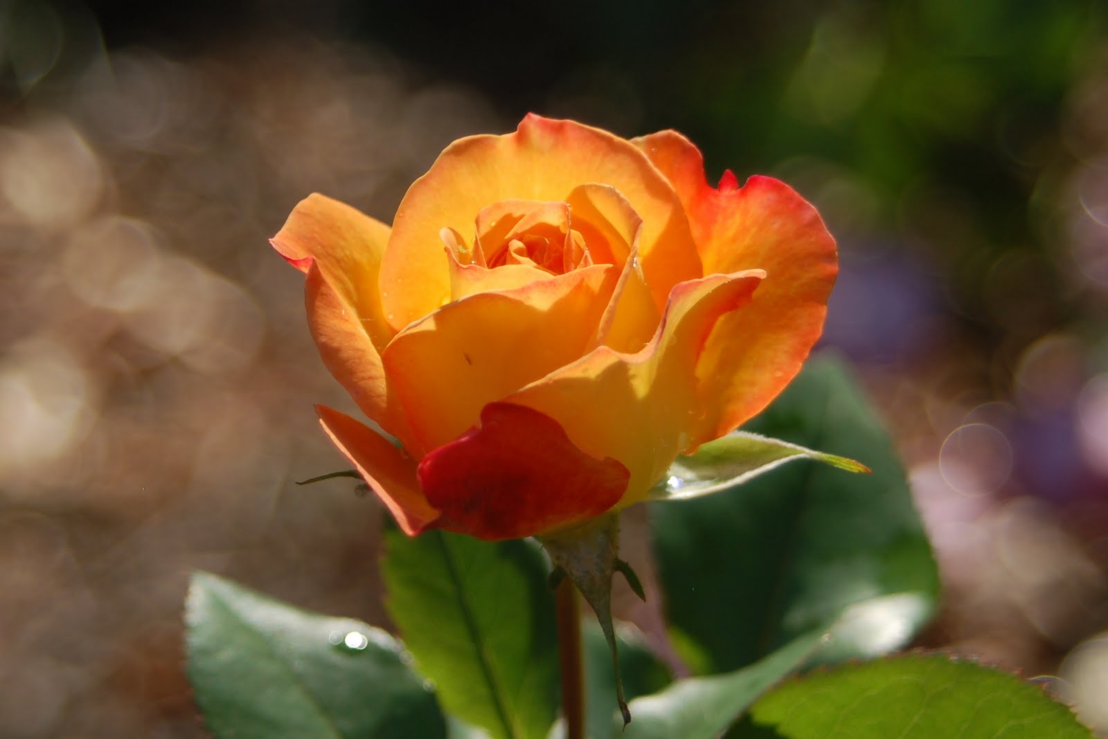 Jim's Blog & Photo Journal: Our Bengal Tiger rose is blooming more than ...