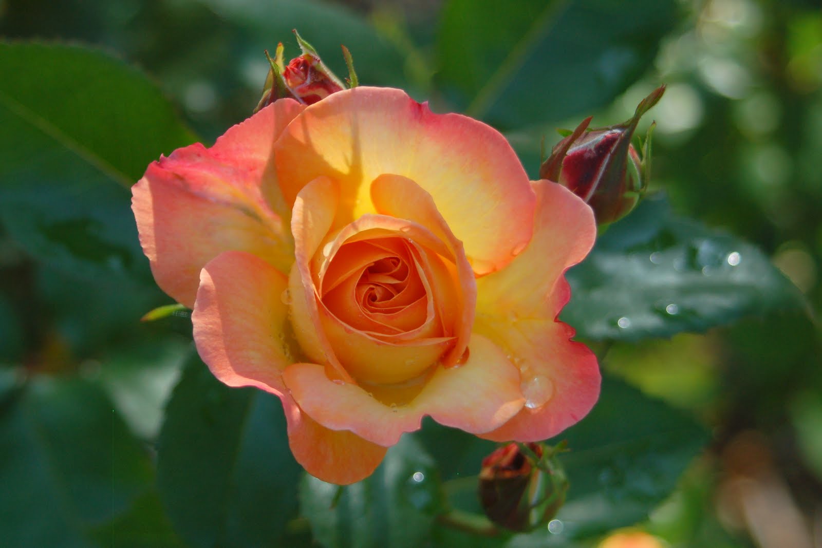 Jim's Blog & Photo Journal: Our Bengal Tiger rose is blooming more than ...