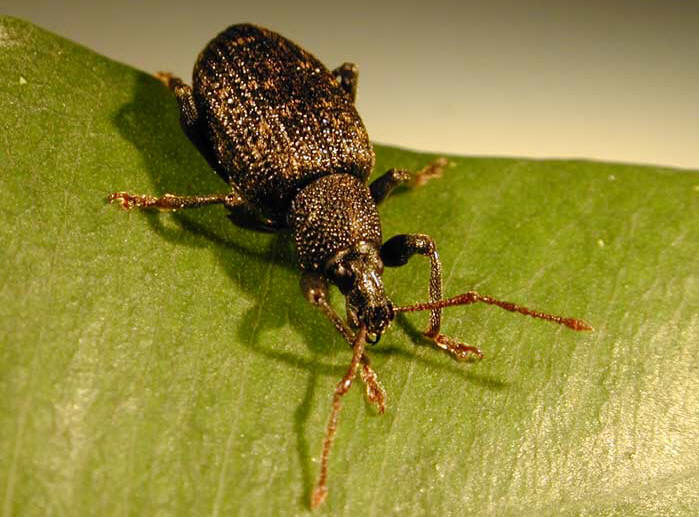 : Weblog week 28 :Taxuskevers en Nemathoden.