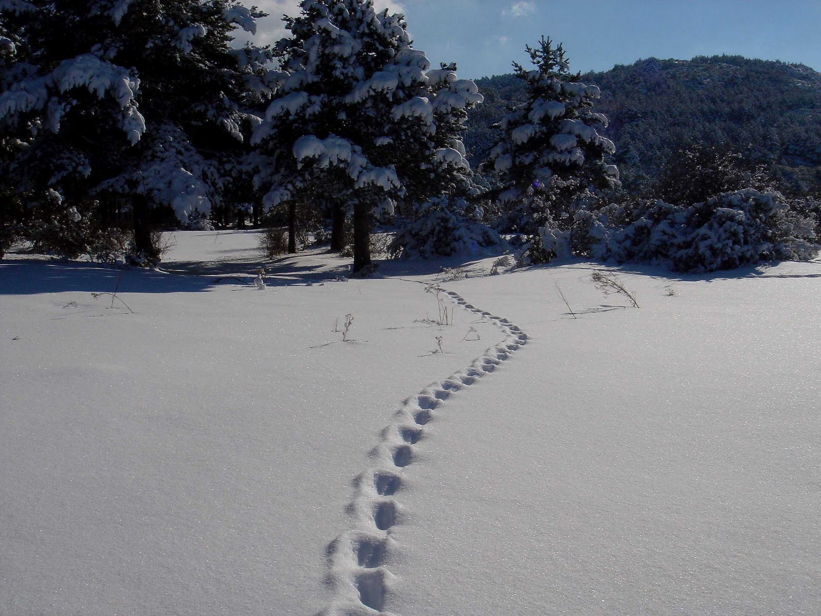 Nieve - Nieve - EcuRed - Está compuesta por pequeñas partículas ásperas ...