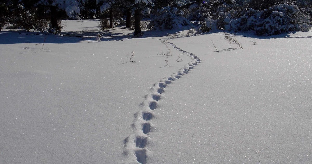 Nieve - Nieve - EcuRed - Está compuesta por pequeñas partículas ásperas ...
