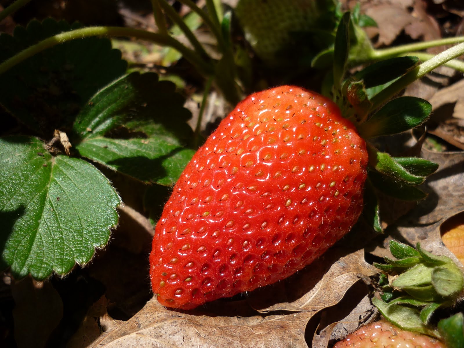 The Byrdfeeder: Why Do My Strawberries Taste Like Fish?