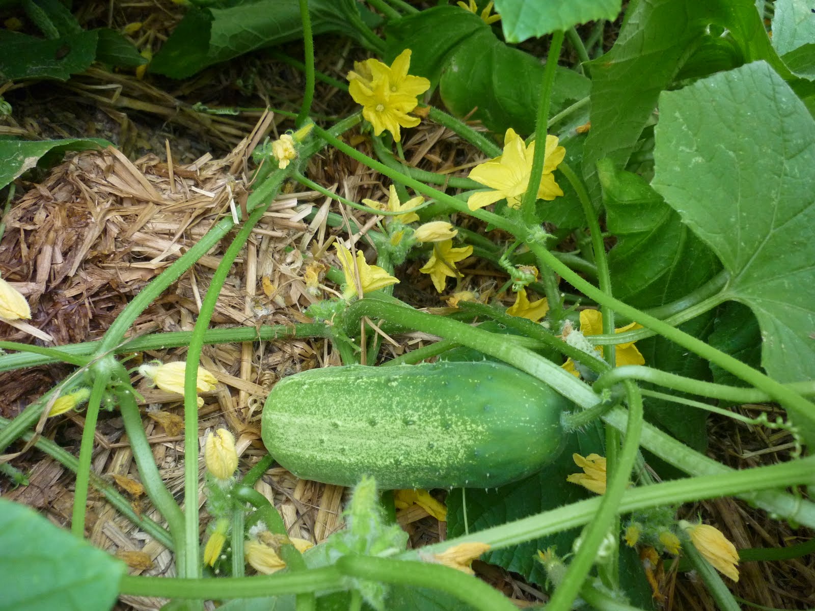 The Byrdfeeder: Cucumber Pulp: Tzatziki and Other Edible (Or Not) Ideas!