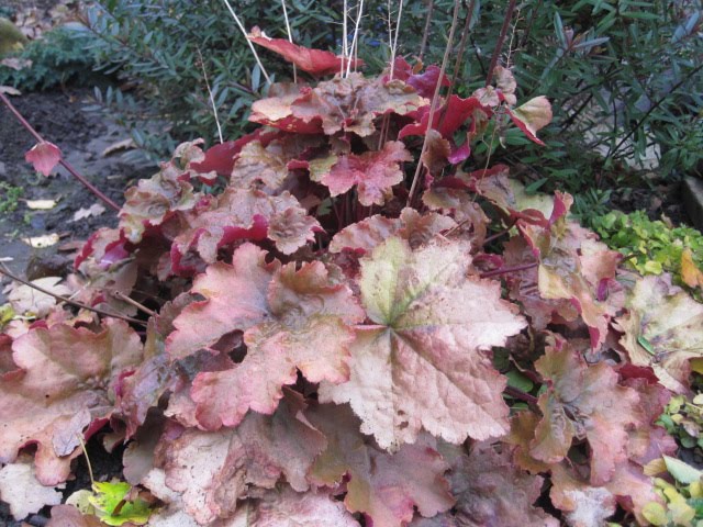 Nutty Gnome: Acer, Acer Baby!