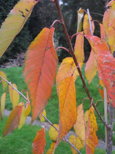 Nutty Gnome: Acer, Acer Baby!